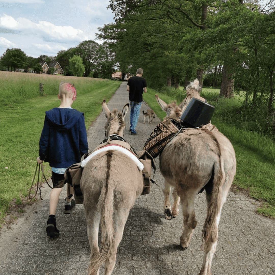 Picknick Mit Esel – Picknick Mit Esel Schaffhausen – TSQK